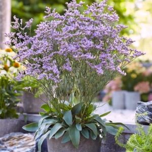Limonium gmelinii Dazzle Rocks (Sea Lavender) Siberian Statice