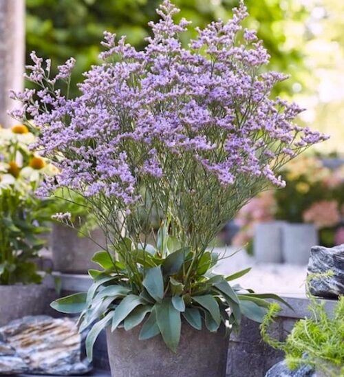 Limonium gmelinii Dazzle Rocks (Sea Lavender) Siberian Statice