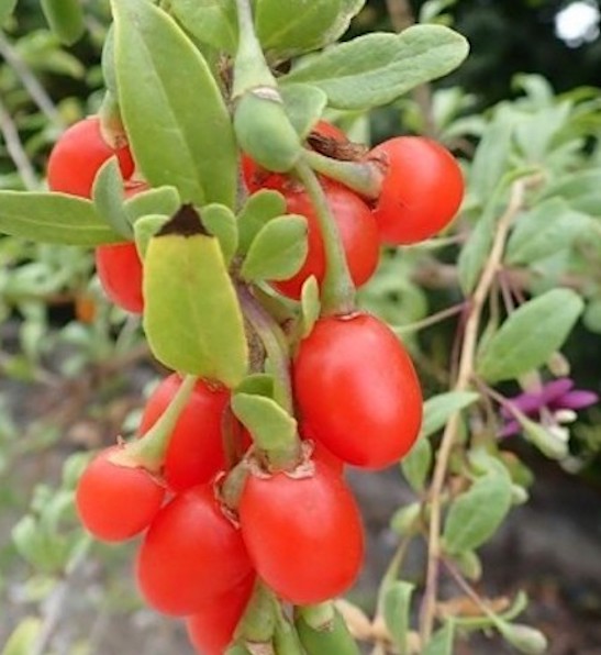 Lycium barbarum 'Gojidelys' | Gojidelys Goji Berry (self-fertile)