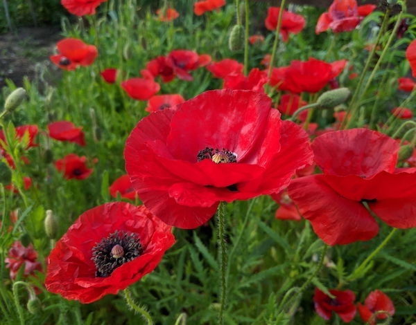 Papaver orientale 'Beauty of Livermere' (Oriental Poppy)