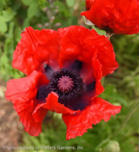 Papaver orientale 'Beauty of Livermere' (Oriental Poppy)