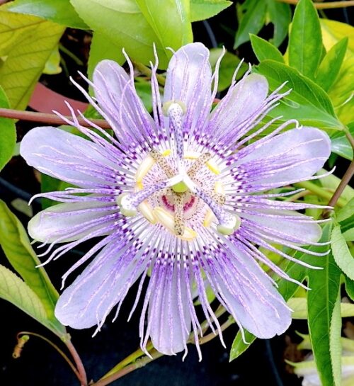 Pink Passionflower | Pink Passion Vine | Passiflora incarnata