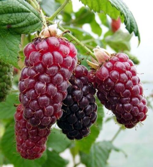 Tayberry Plant | Rubus fruticosus x ideaus 'Tayberry'