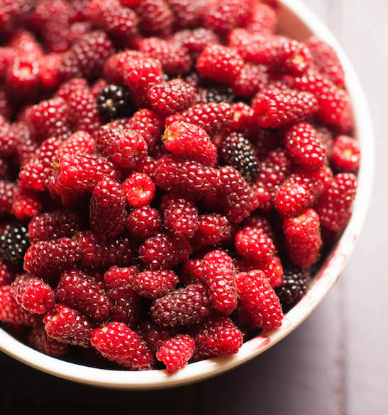 Tayberry Plant | Rubus fruticosus x ideaus 'Tayberry'