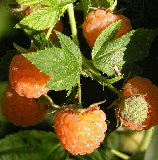 Yellow Raspberry Plant | Gold Raspberry Plant (Everbearing)