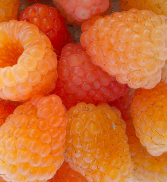 Yellow Raspberry Plant | Gold Raspberry Plant (Everbearing)