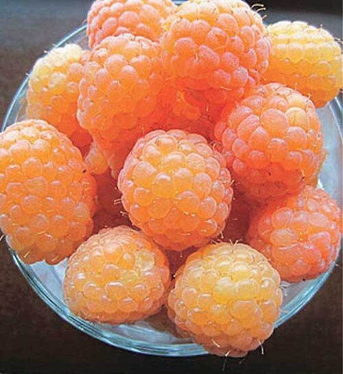 Yellow Raspberry Plant | Gold Raspberry Plant (Everbearing)