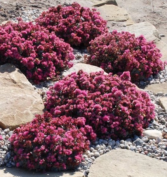 Blue Elf Stonecrop | Blue Elf Sedum | Blue Creeping Stonecrop