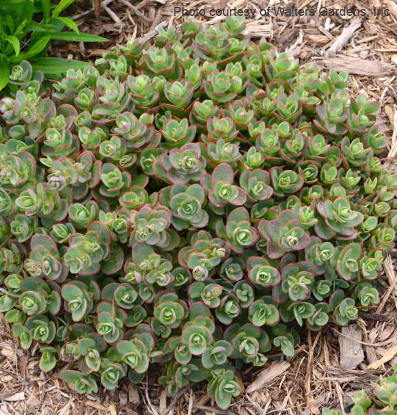 SUNSPARKLER Lime Zinger Stonecrop | Lime Zinger Sedum