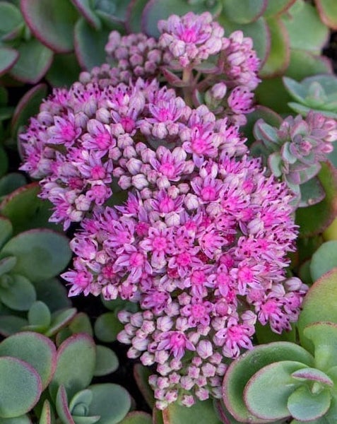 SUNSPARKLER Lime Zinger Stonecrop | Lime Zinger Sedum