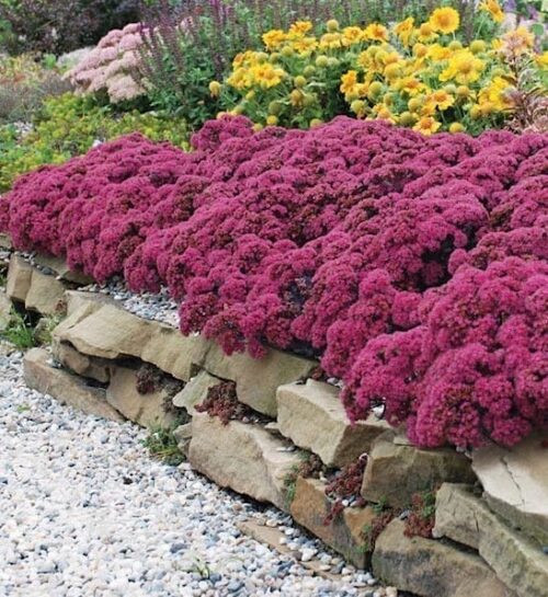 Plum Dazzled Stonecrop | Sedum 'Plum Dazzled' SUNSPARKLER