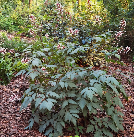 Misty Blue White Baneberry | Doll's Eyes Plant |White Cohosh
