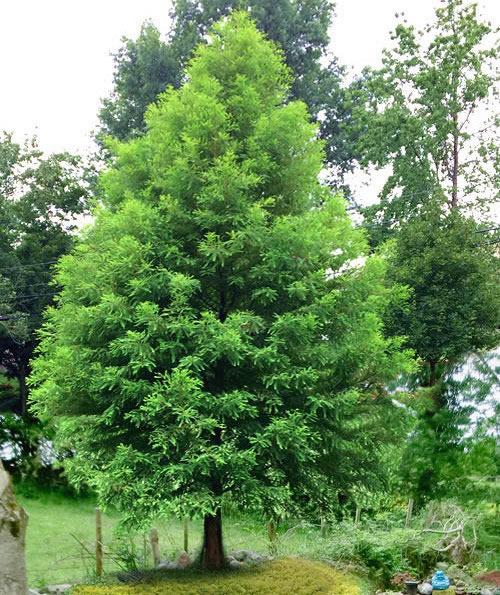 Bald Cypress Tree (Seedlings) | Taxodium distichum