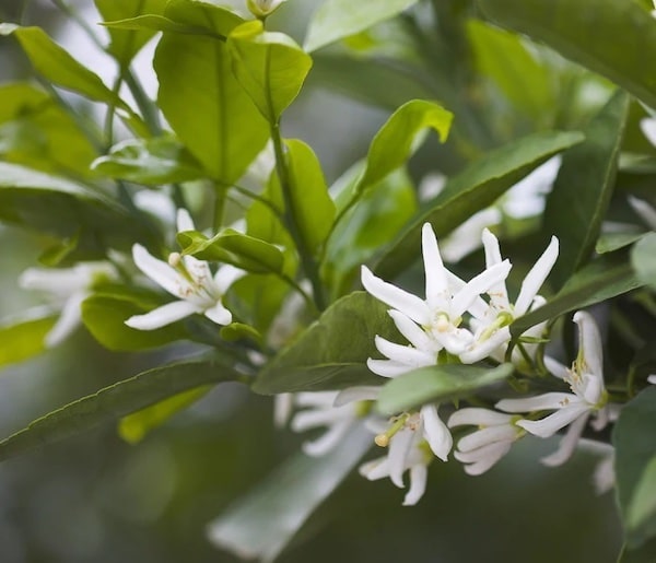 Mandarin Tree | China Satsuma S-2 Mandarin Orange Plant