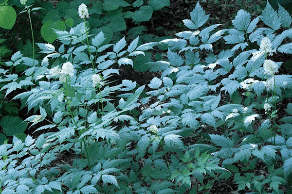 Misty Blue White Baneberry | Doll's Eyes Plant |White Cohosh