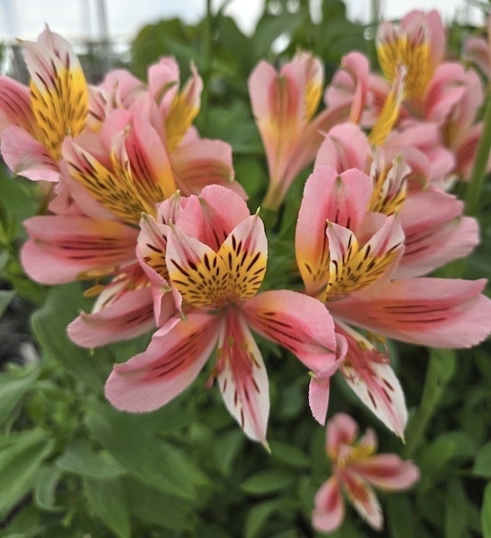 Pink Inca Lily plant | Light Pink Alstroemeria plant (tuber)
