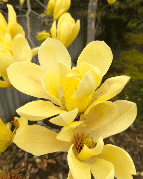 Yellow Bird Magnolia | Yellow Magnolia Tree