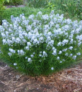 Amsonia plant | Butterscotch Bluestar | Threadleaf Bluestar