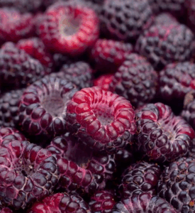 Brandywine Purple Raspberry Plant (Summer-bearing)