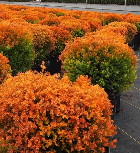 Fire Chief Cedar | Globe Cedar | Fire Chief Arborvitae