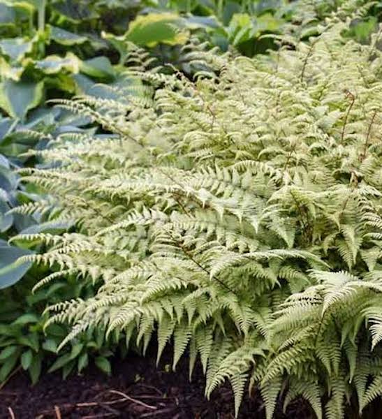 Ghost Fern | Ghost Japanese Painted Fern | Athyrium 'Ghost'