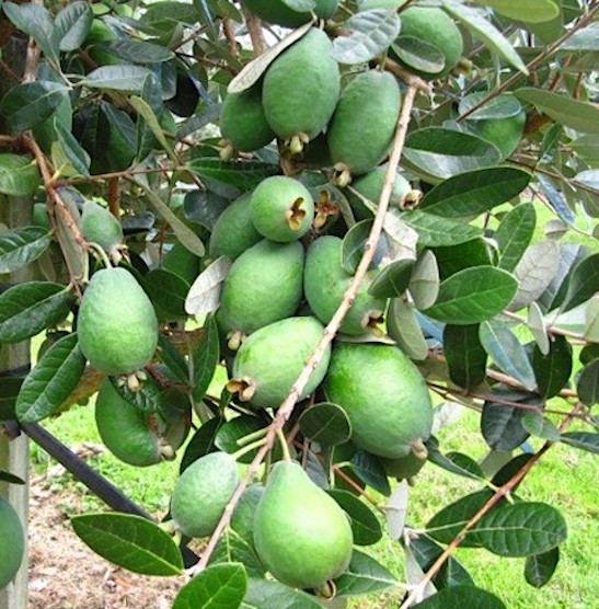 Anatoki Pineapple Guava Tree | Anatoki Feijoa Tree