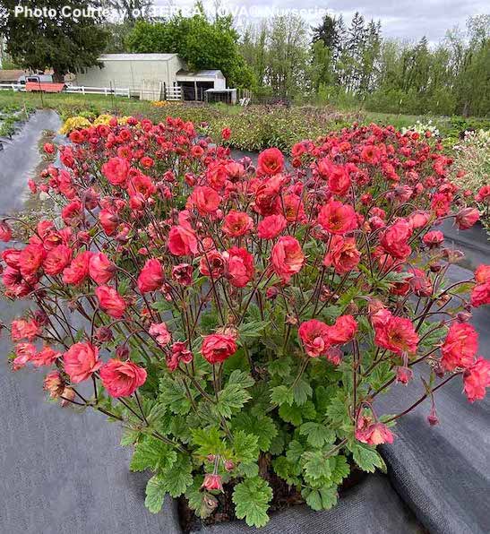 Red Avens | Geum TEMPO 'Coral' |Red Geum | TEMPO Coral Avens