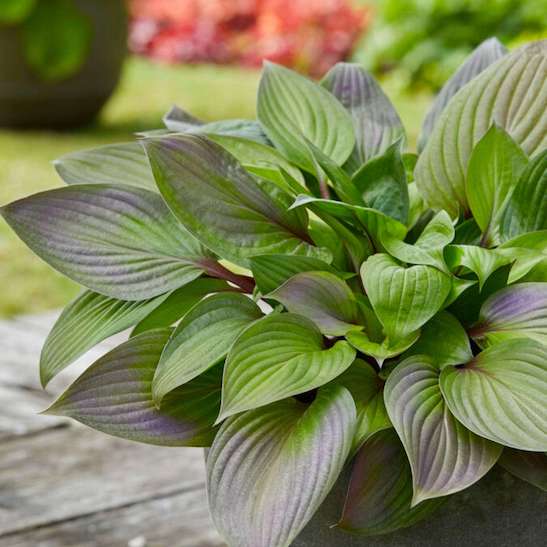 Red Hosta | First Blush Hosta | Hosta 'First Blush'